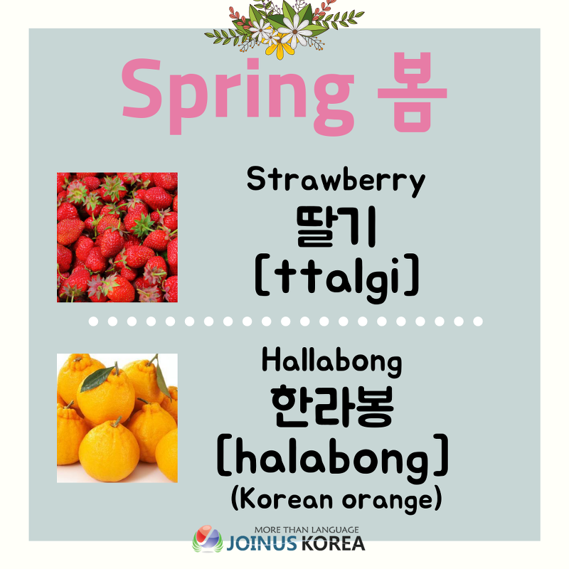 [Korean Vocabulary] Seasonal Fruits in Korea | JOINUS WORLD