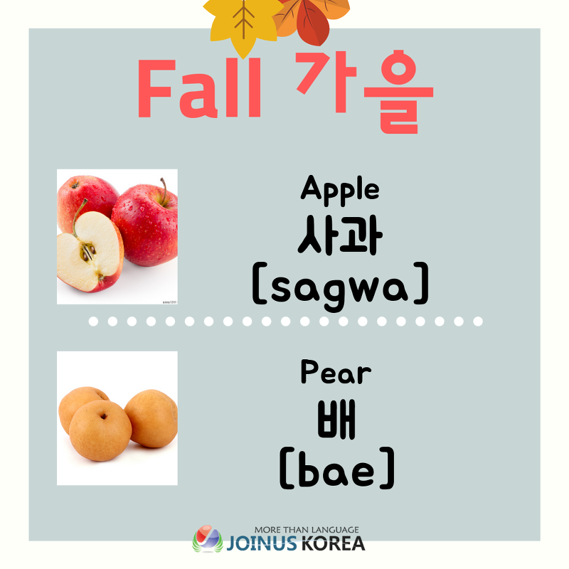 [Korean Vocabulary] Seasonal Fruits in Korea | JOINUS WORLD
